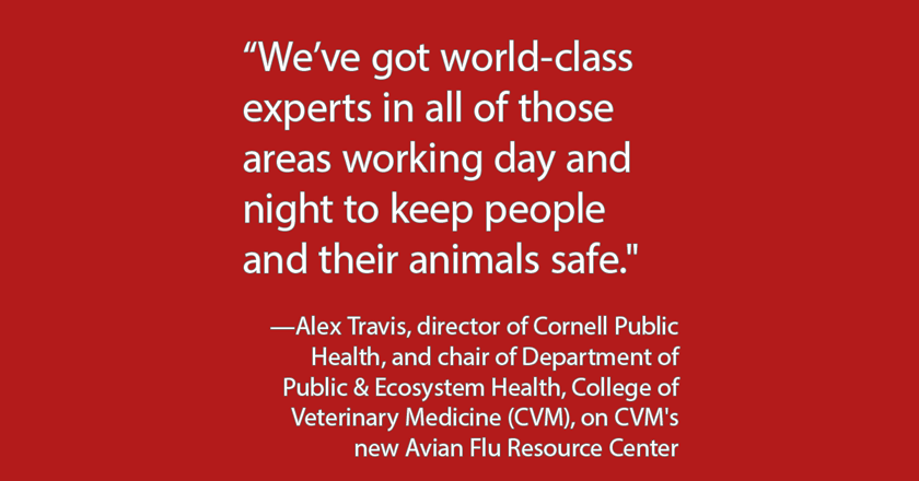 Cornell launches Avian Flu Resource Center - Alumni, parents, and ...