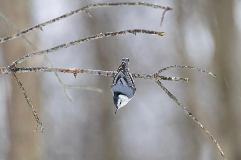1 of the 8,078 species sighted in Cornell Lab's Great Backyard Bird ...